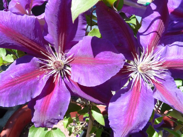 Plant Photos and More: A Pictorial View of Trinity Nursery | Trinity ...