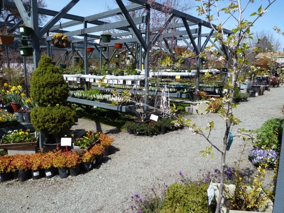 Plant Photos and More: A Pictorial View of Trinity Nursery | Trinity ...